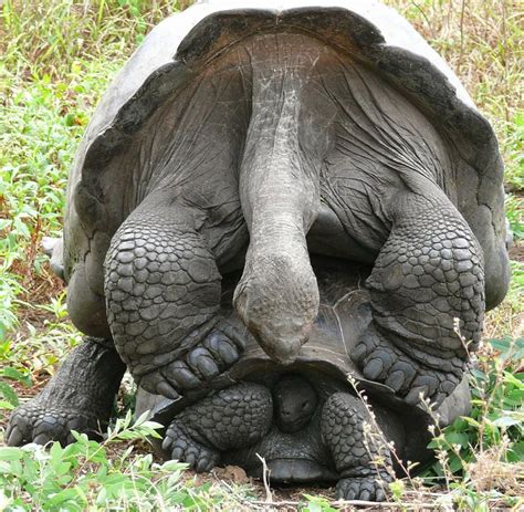 The Body Blog Sex Evolves