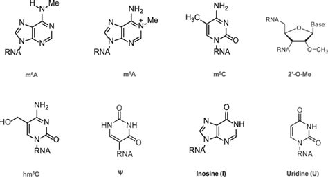 Chemical Structures Of Mrna Modifications Chemical Structures In Download Scientific Diagram