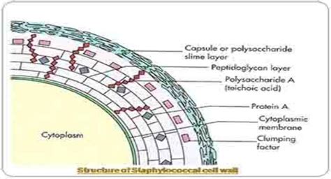 Download Free Medical Staphylococcus Powerpoint Presentation