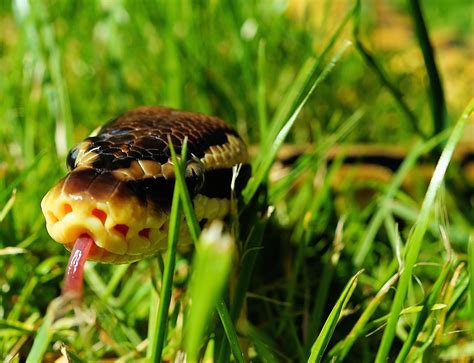 Male Vs Female Snake Tail Ball Python Know Their Differences