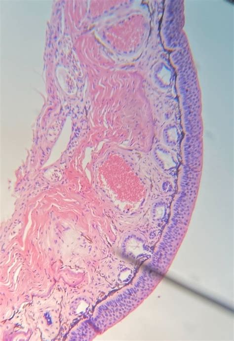 Frog Cross Section Diagram Quizlet
