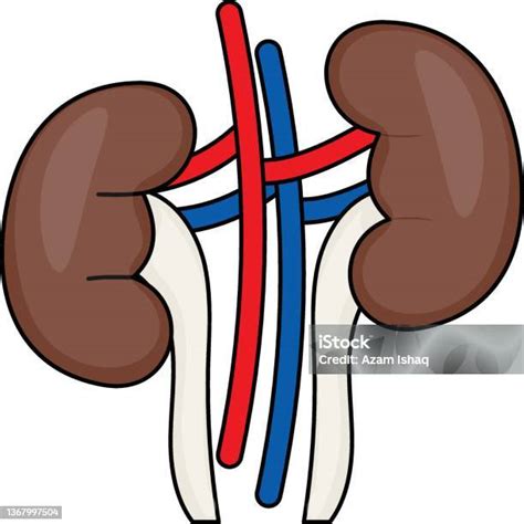 요로 시스템 벡터 색상 아이콘 디자인 장기 시스템 기호 인간 해부학 기호 인체 부품 스톡 일러스트 신장 시스템 개념 건강관리와 의술에 대한 스톡 벡터 아트 및 기타 이미지
