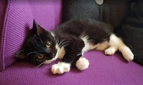 game demo distribution anyone got some experience with this r gamedev