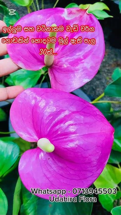 🦋ඉල්ලුම ඉහල වර්ග ගොඩකින් මුල් ටික බලන්නනම් අනිවාර්යයෙන්ම වීඩියෝ එක බලන්න ආස හිතෙයි 🙊ලස්සනම