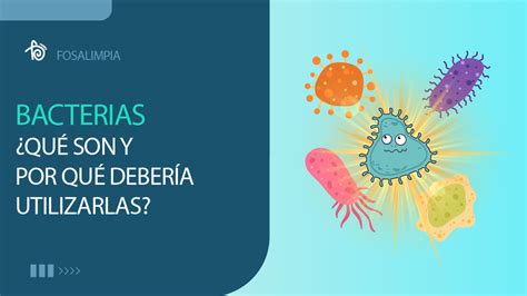 Bacterias ¡¿quÉ Son Para Qué Sirven Y Por Qué Son Tan Indispensables