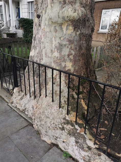 Tree Sucking The Whole Fence R TreesSuckingOnThings