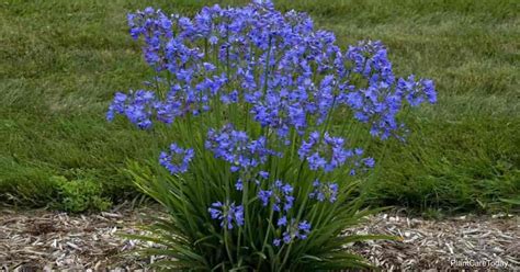 Lilies Of The Nile Care At Scarlett Tenison Woods Blog