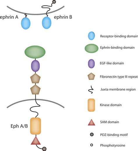 The Structure Of The Eph Receptors And Their Ephrin Ligands The Epha