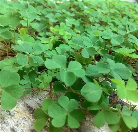 Unik Dan Enak Pecel Semanggi Di Surabaya Pakai Kerupuk Uli