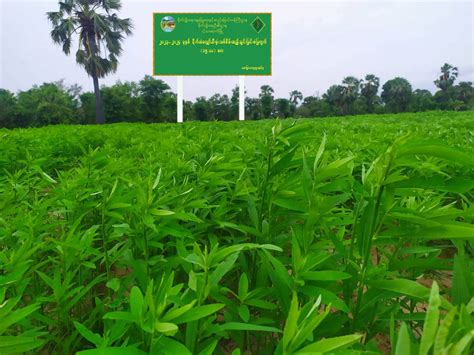 ငါ့သရောက်မြို့တွင် ပိုက်ဆံလျှော်သီးနှံ သစ်စိမ်းမြေသြဇာ စိုက်ခင်များ အောင်မြင်ဖြစ်ထွန်း