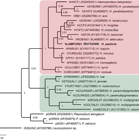 Bayesian Phylogeny Of The Mitochondrial Cytochrome B Lineages 479 Bp Download Scientific