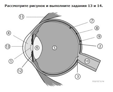 Какой цифрой на рисунке обозначена склера Ответ в комментариях Biology Club Биология ЕГЭ