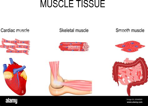 Skeletal Muscle Types