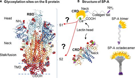 Frontiers Sp A Binding To The Sars Cov 2 Spike Protein Using Hybrid Quantum And Classical In