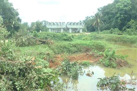 පඬු කරඳ ගස ඉවත් කිරීම ගැන පරිසර සංවිධානවල විරෝධය