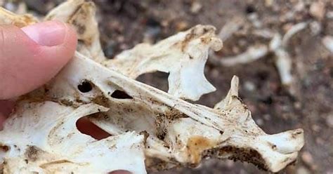 Help Identifying Bones Album On Imgur