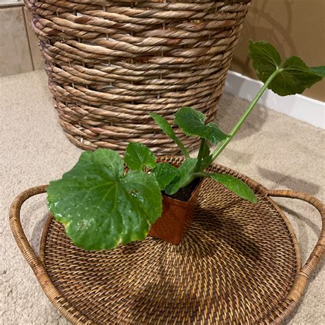 Fertilizing My Summer Squash To Double Its Growth