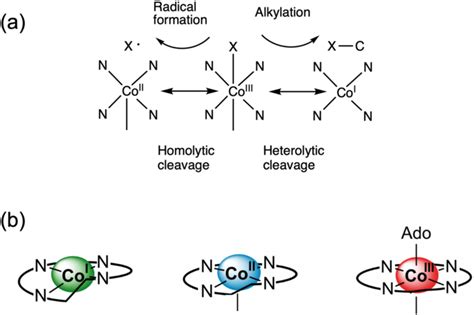 Cobalt Coordination And Chemistry Associated With Cobamides A Download Scientific Diagram