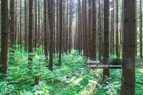 회색 어두운 소나무 숲 장면과 푸른 잔디 푸른 잔디가있는 배경 소나무 숲 전경에 초점을 맞추고 배경이 흐려집니다 0명에 대한 스톡 사진 및 기타 이미지 Istock