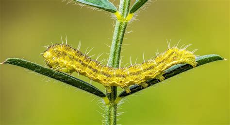 100 000 Free Cute Caterpillar And Caterpillar Images Pixabay