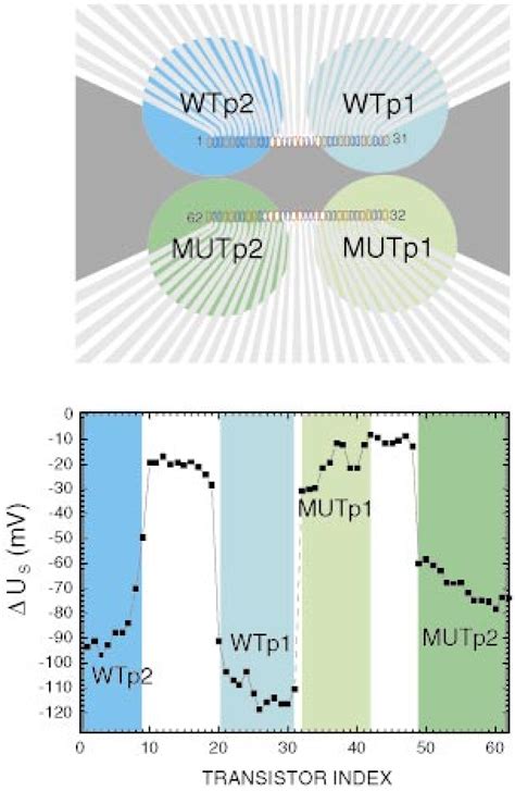 Figure 2 From Dna Detection On Transistor Arrays Following Mutation Specific Enzymatic