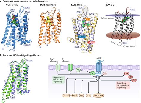 Opioid Receptor Semantic Scholar