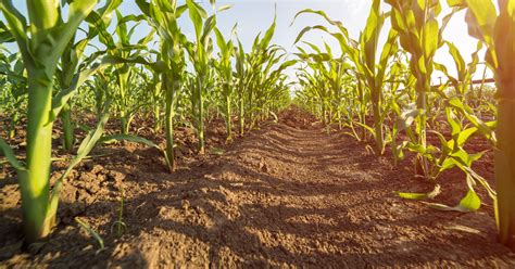 Corn Performance Data Texas Corn Producers