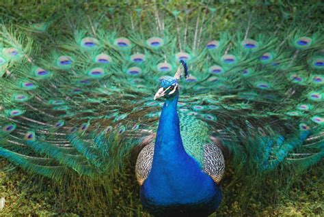 What Is A Flock Of Peacocks Called Unveiling The Avian Spectacle