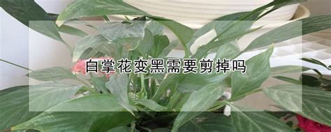 白掌花变黑需要剪掉吗 发财农业网