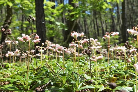 オオウメガサソウとウメガサソウ 東通村 青森県の自然を切り撮る