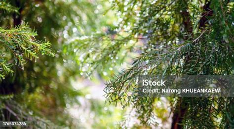 녹색 소나무의 추상 배경 크리스마스 자연 Bokeh 아름 다운 추상 자연 배경 흐릿한 흐릿한 맑은 단풍 와 푸른 소나무 크리스마스 배경 벽지 0명에 대한 스톡 사진 및 기타