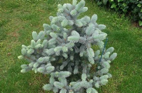Ель колючая «Blue Diamond» (Picea pungens «Blue Diamond») купить ...