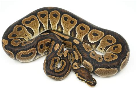 Axanthic Clown Ball Python