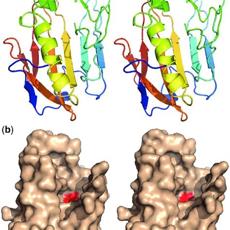 Observation Of The Puc19 Plasmid Dna States During Cleavage By Spd1 Download Scientific
