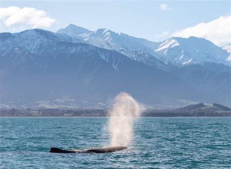 Kaikoura Tour De Avistamiento De Ballenas Getyourguide