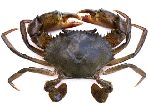 Con Cua B I Th Con Cua Th Cho B T Tu I