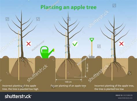 How Plant Apple Tree Proper Planting Stock Illustration Shutterstock