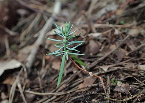 How To Grow Juniper A Comprehensive Guide