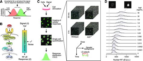 information theoretic analysis of cell signaling fidelity a