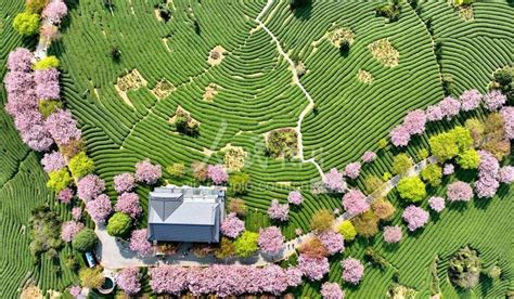 福建漳平茶园樱花开 春光无限好 人民图片网