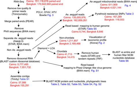 Bioinformatics Work Flow The Bioinformatics Work Flow Is Shown With Download Scientific