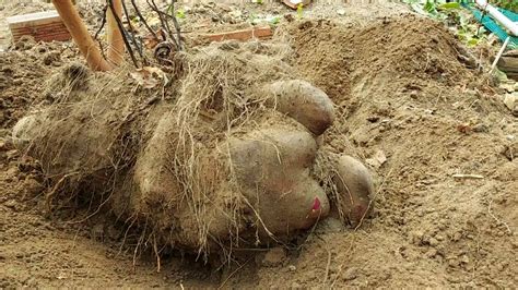 Thu Ho Ch C Khoai M Si U To T T Di U Hi N Youtube