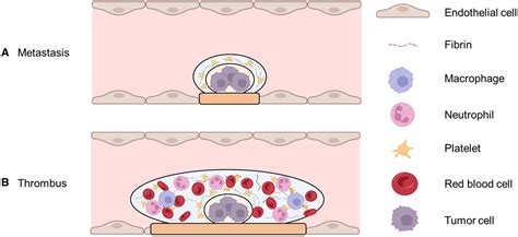 Circulating Tumor Cells And Cancer Associated Venous Thrombosis A Missing Link