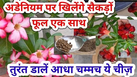 Gardening Tips अडेनियम के पौधे में डालें आधा चम्मच ये चमत्कारी चीज खिलेंगे सैकड़ों फूल एक साथ