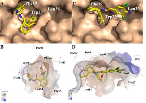 Predicted Binding Modes Of A And B Compound 3 C And D Compound Download Scientific