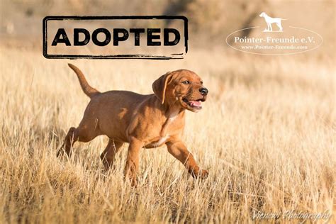 Ginger Pointer Lab Geb Ca 06 2016 3 Monate Pointer Freunde E V
