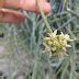 Sarcostemma Acidum Voigt