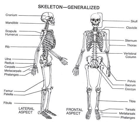 Human Skeletal System Drawing At Explore