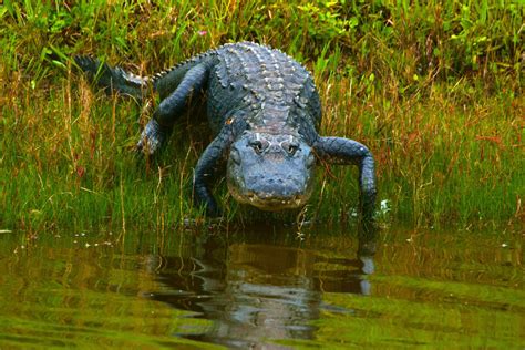 Amazon Rainforest Caiman Black Caiman Size Diet Habitat And Facts