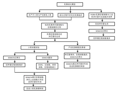 细胞实验技术路线图 课题技术路线流图 细胞划痕实验目的 第12页 大山谷图库